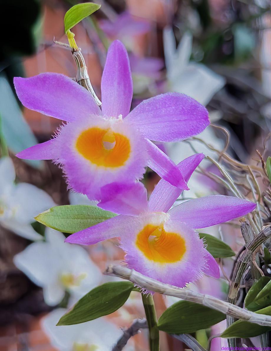 Dendrobium loddigesii Rolfe pictures – Dendrobium Garden